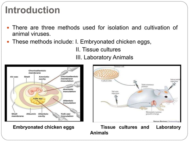 Isolation cultivation purification animal viruses | PPTX