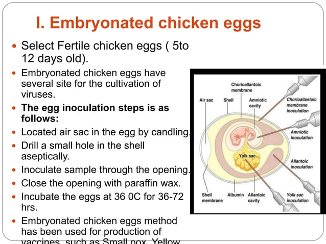 Isolation cultivation purification animal viruses | PPTX