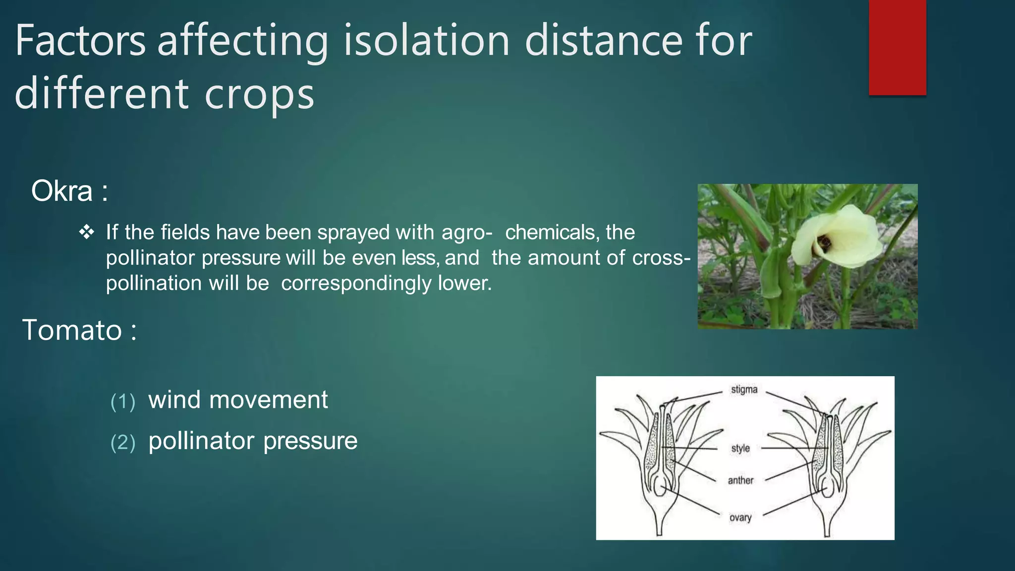 Isolation Distance and it's Importance in seed Production | PPTX