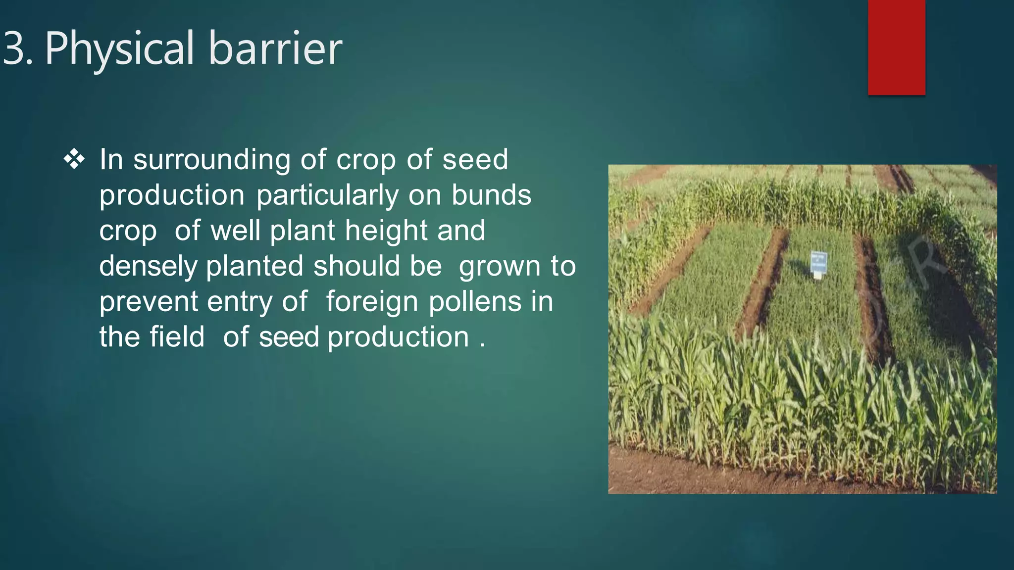 Isolation Distance and it's Importance in seed Production | PPTX