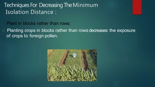 Isolation Distance and it's Importance in seed Production | PPTX