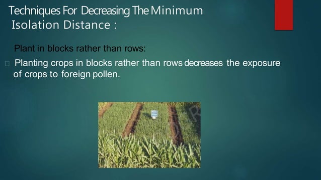 Isolation Distance and it's Importance in seed Production | PPTX