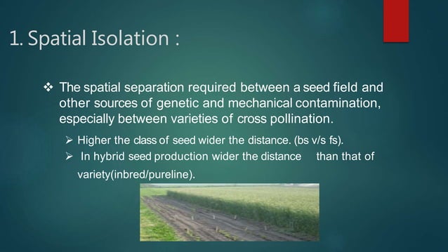 Isolation Distance and it's Importance in seed Production | PPTX