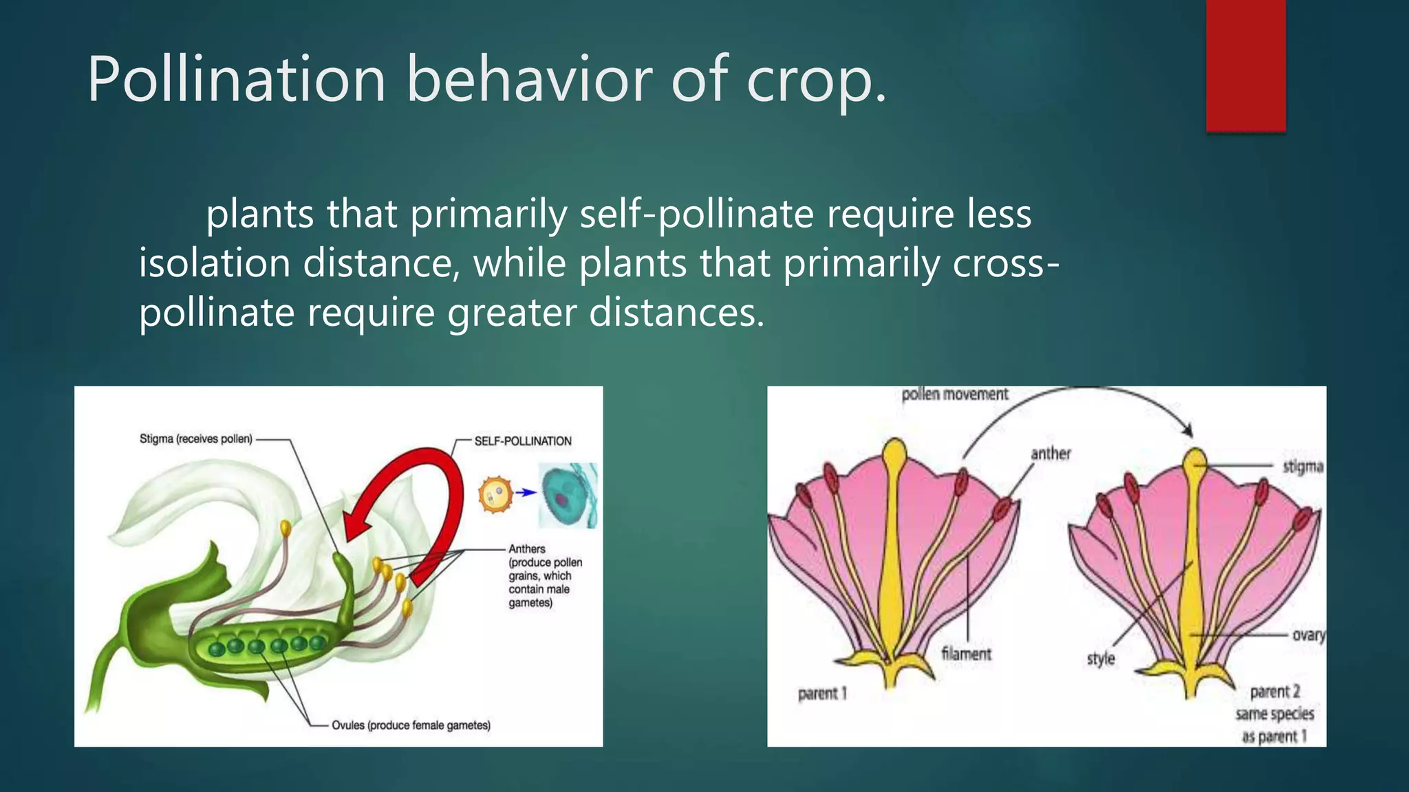 Isolation distance IN SEED PRODUCTION | PPTX