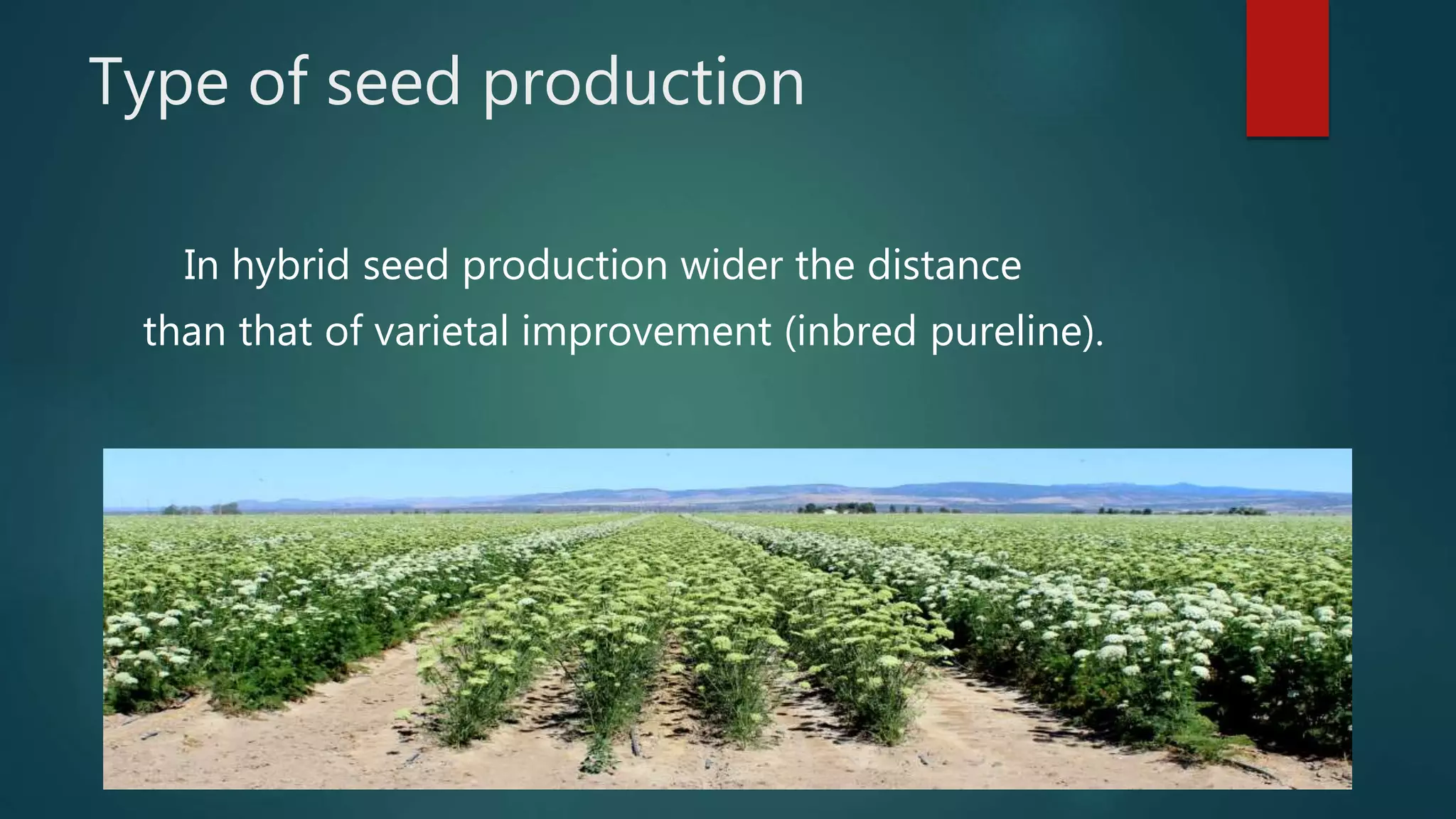 Isolation distance IN SEED PRODUCTION | PPTX