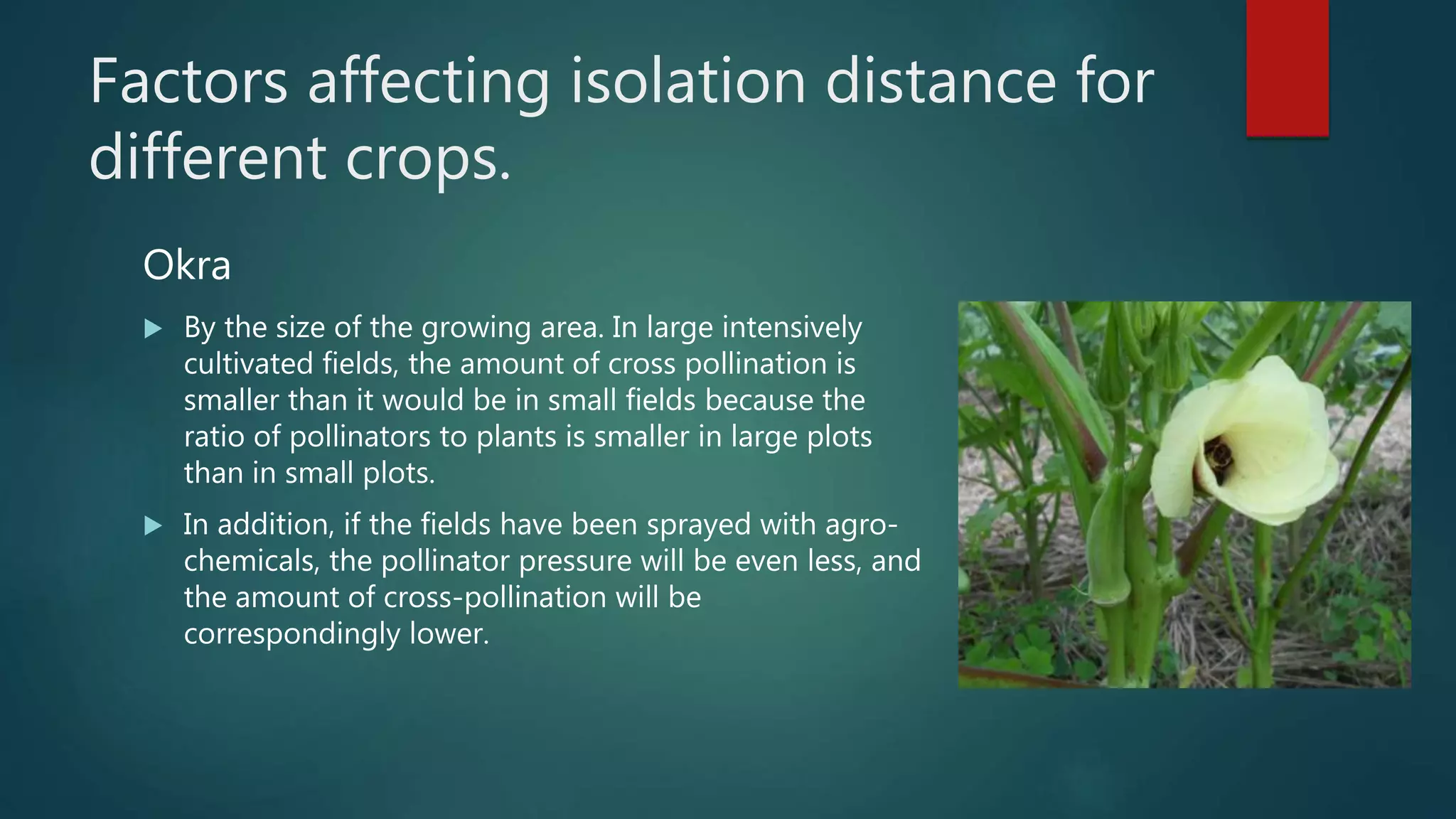 Isolation distance IN SEED PRODUCTION | PPTX