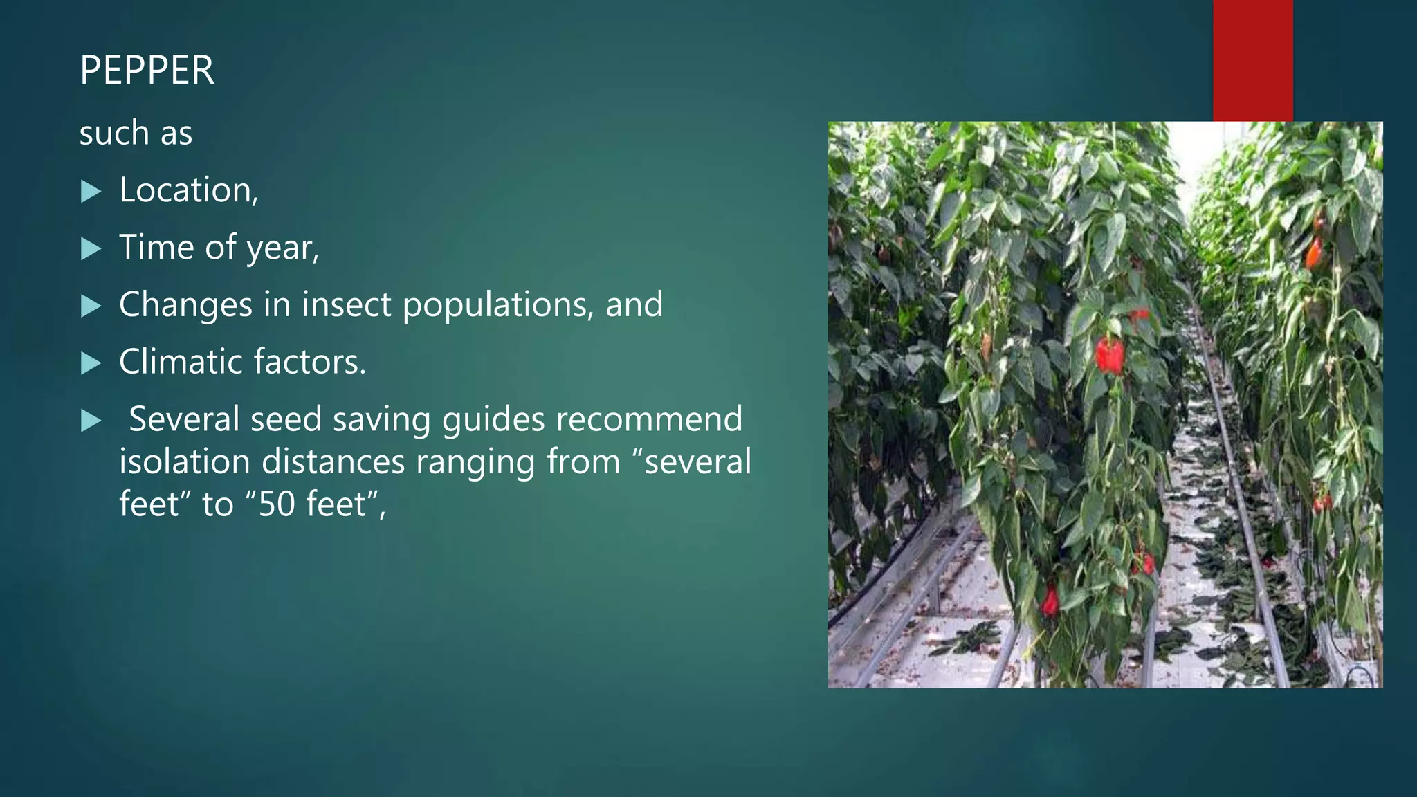 Isolation distance IN SEED PRODUCTION | PPTX