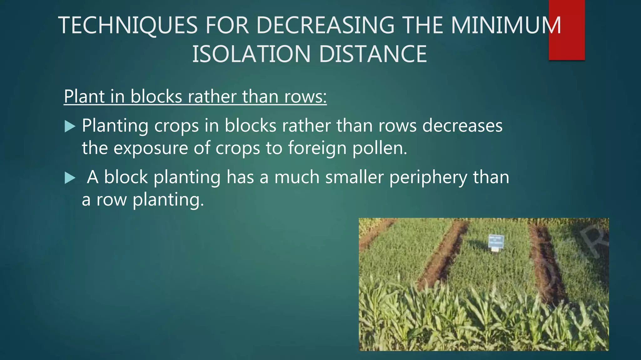 Isolation distance IN SEED PRODUCTION | PPTX