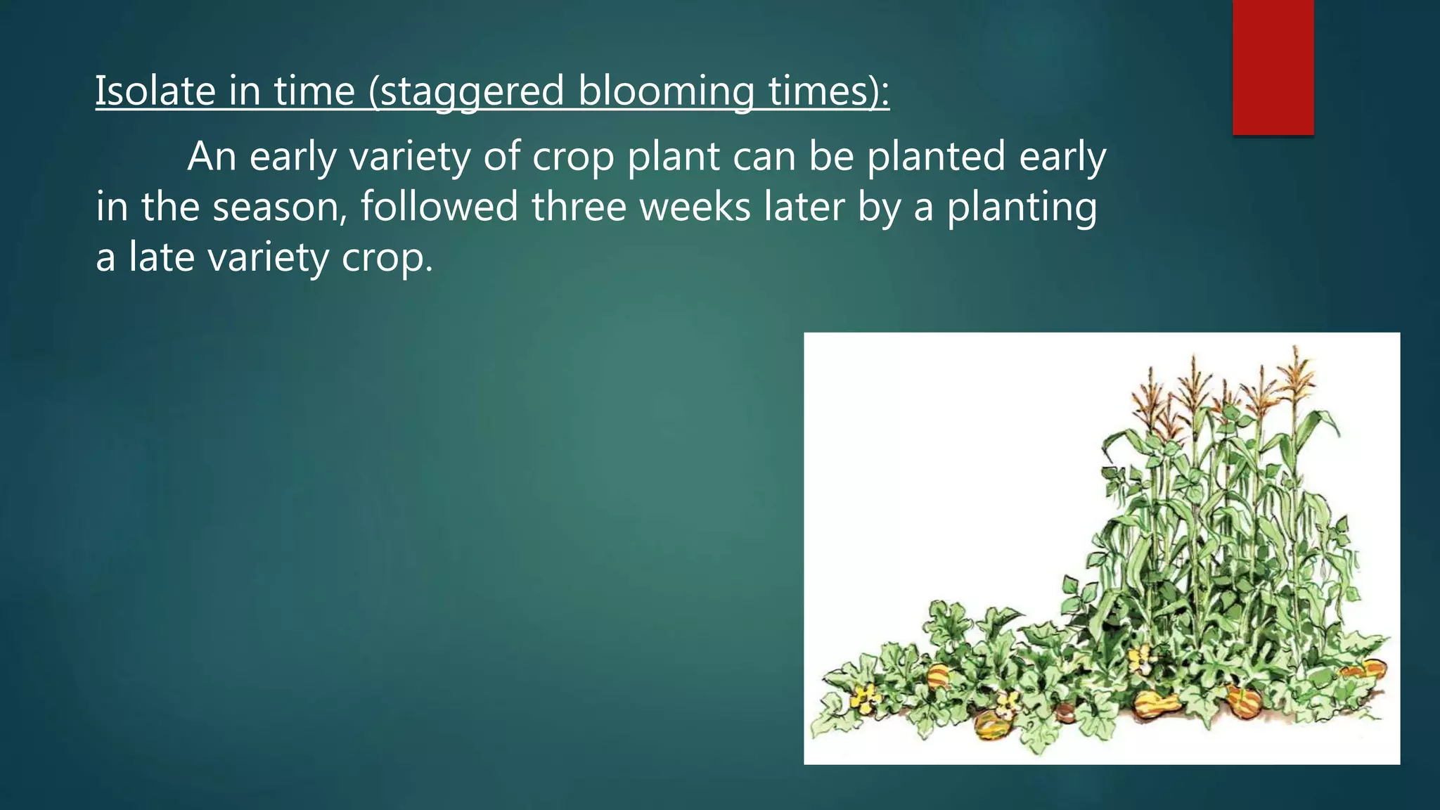 Isolation distance IN SEED PRODUCTION | PPTX