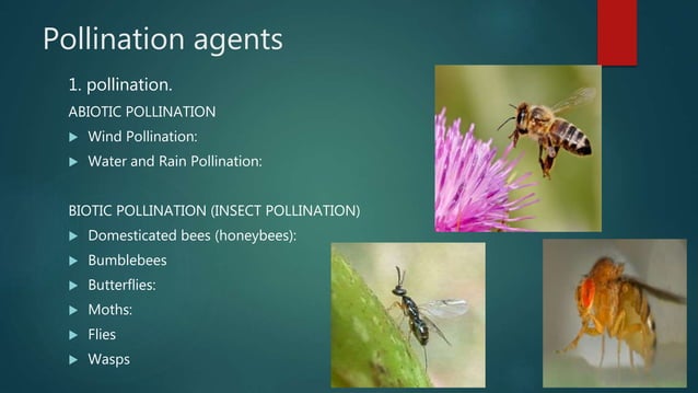 Isolation distance IN SEED PRODUCTION | PPTX | Agriculture | Industries