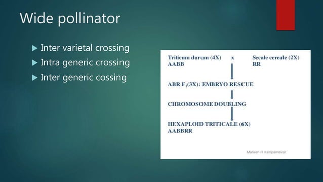 Isolation distance IN SEED PRODUCTION | PPTX | Agriculture | Industries
