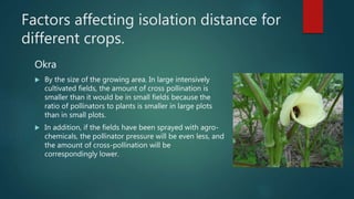 Isolation distance IN SEED PRODUCTION | PPTX