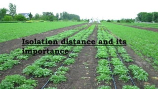 Isolation distance IN SEED PRODUCTION | PPTX