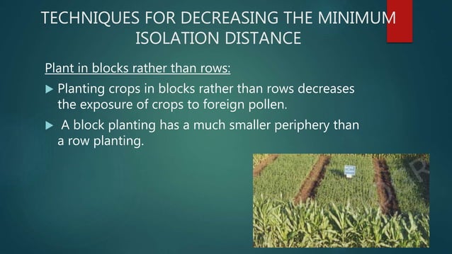 Isolation distance IN SEED PRODUCTION | PPTX | Agriculture | Industries