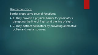 Isolation distance IN SEED PRODUCTION | PPTX