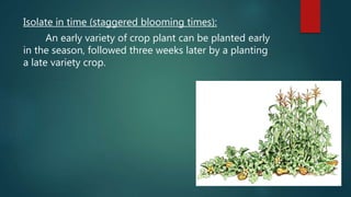 Isolation distance IN SEED PRODUCTION | PPTX