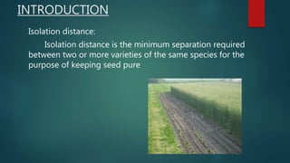 Isolation distance IN SEED PRODUCTION | PPTX
