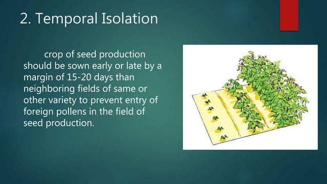 Isolation distance IN SEED PRODUCTION | PPTX | Agriculture | Industries