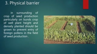Isolation distance IN SEED PRODUCTION | PPTX
