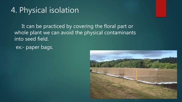 Isolation distance IN SEED PRODUCTION | PPTX | Agriculture | Industries