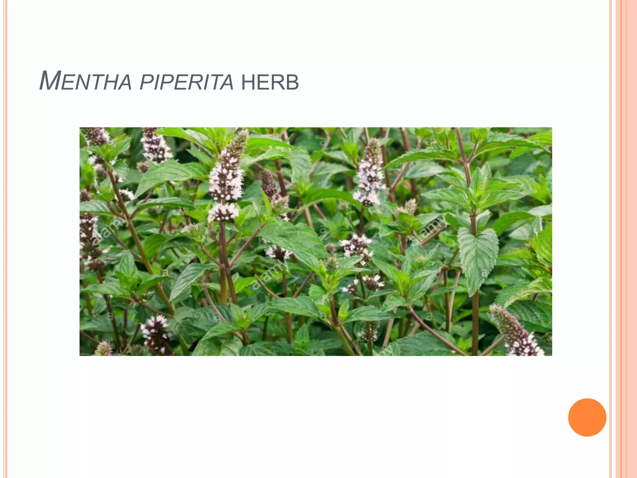 Isolation Identification and analysis of Menthol.pptx