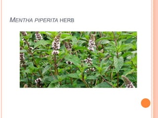 Isolation Identification and analysis of Menthol.pptx