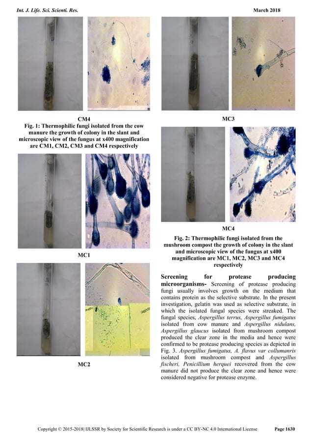 Isolation, identification and screening of alkaline protease from thermophilic fungal species | PDF