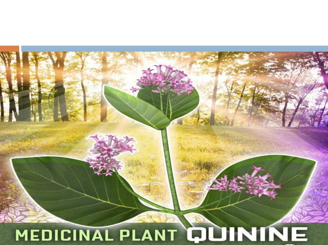 ISOLATION IDENTIFICATION of alkaloids atropine and quinine.pptx ...