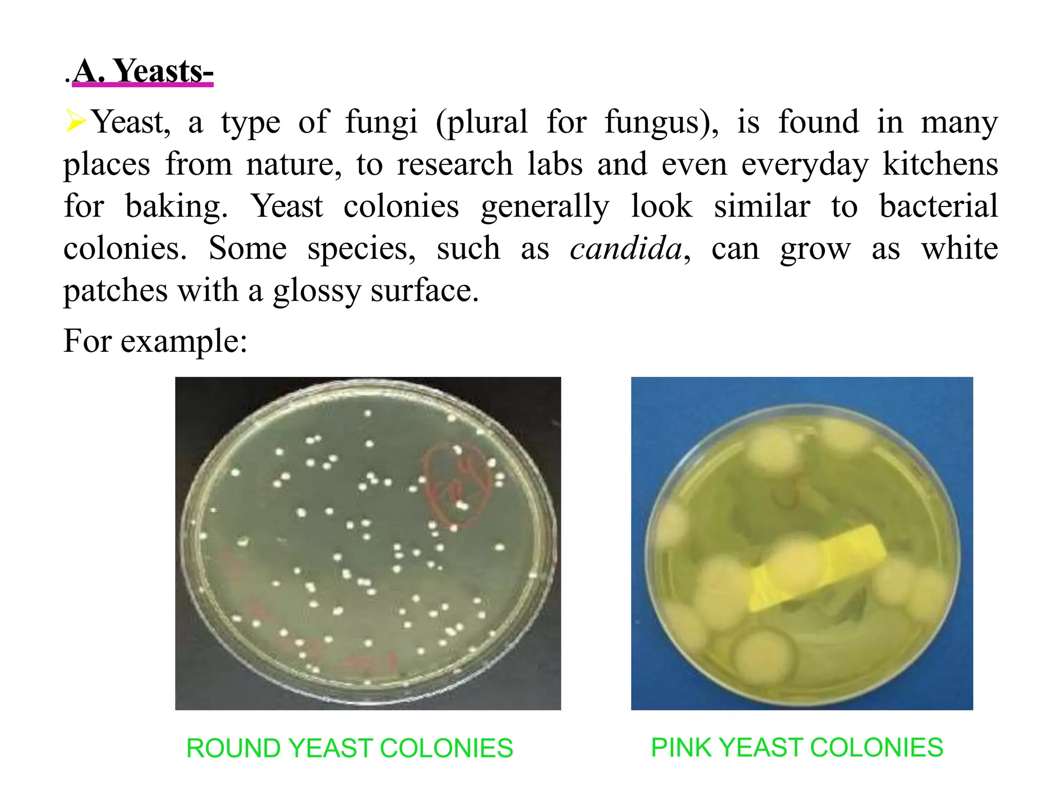 Isolation & Identification of Microorganism | PPTX