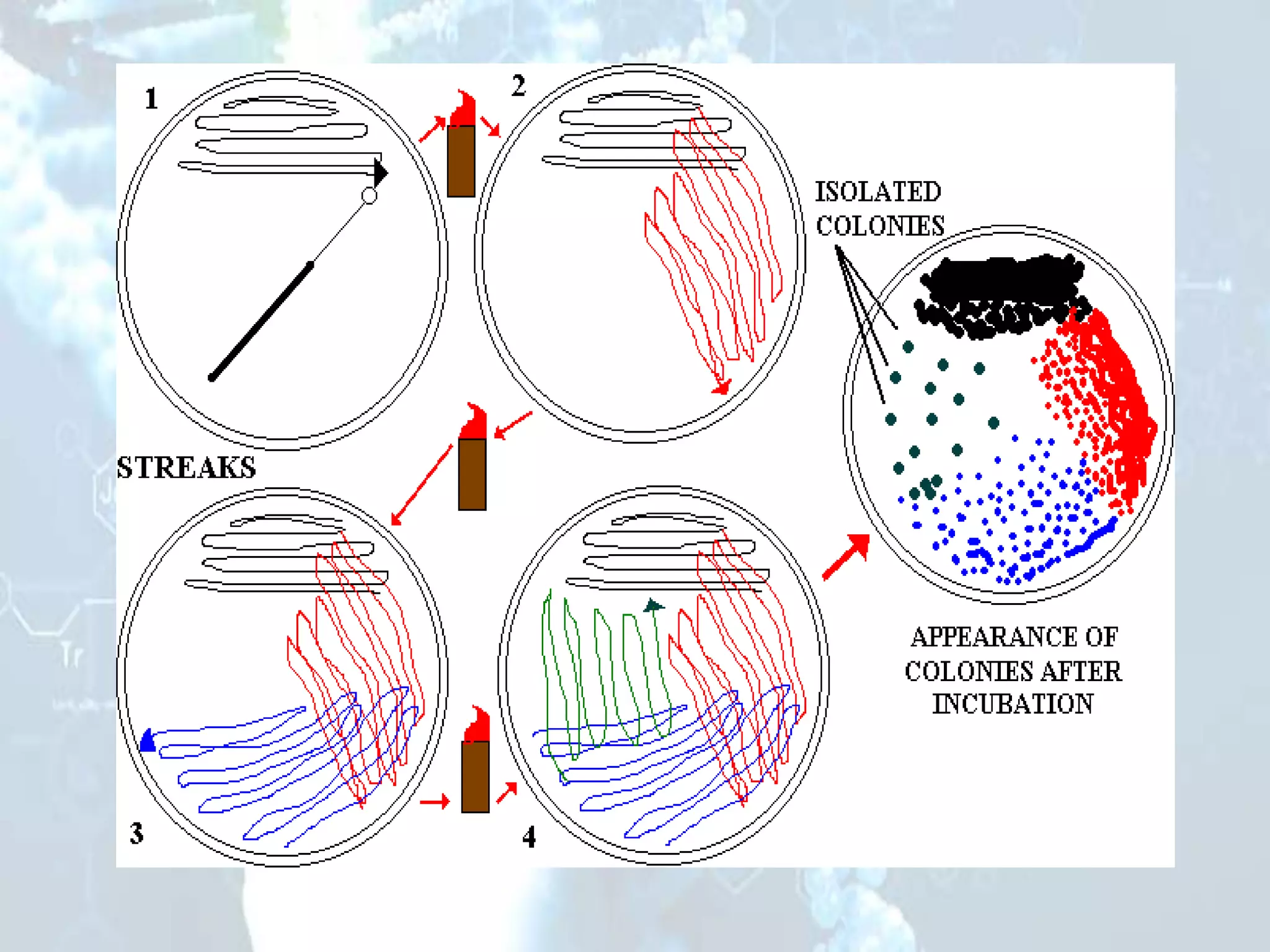 Isolation & Identification of Microorganism | PPTX