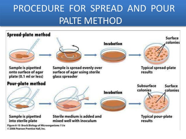 Isolation & Identification of Microorganism | PPTX