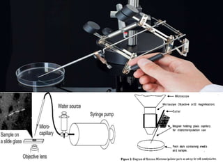 Isolation & Identification of Microorganism | PPTX