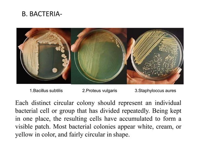 Isolation & Identification of Microorganism | PPTX