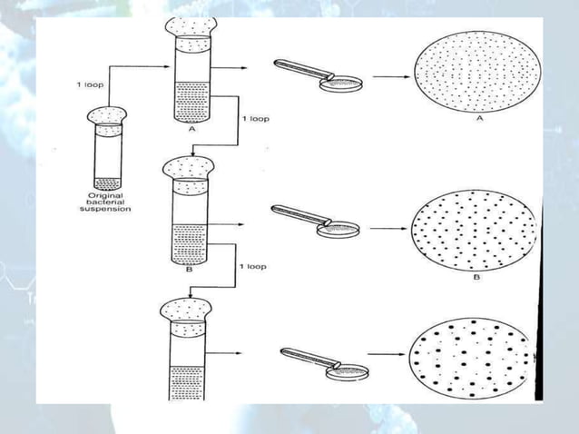 Isolation & Identification of Microorganism | PPTX