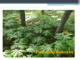isolation & identification of resin.pptx
