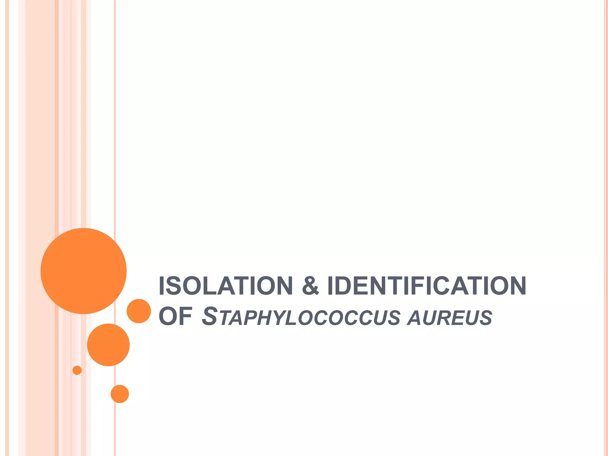 Isolation & identification of staphylococcus auerus | PPTX