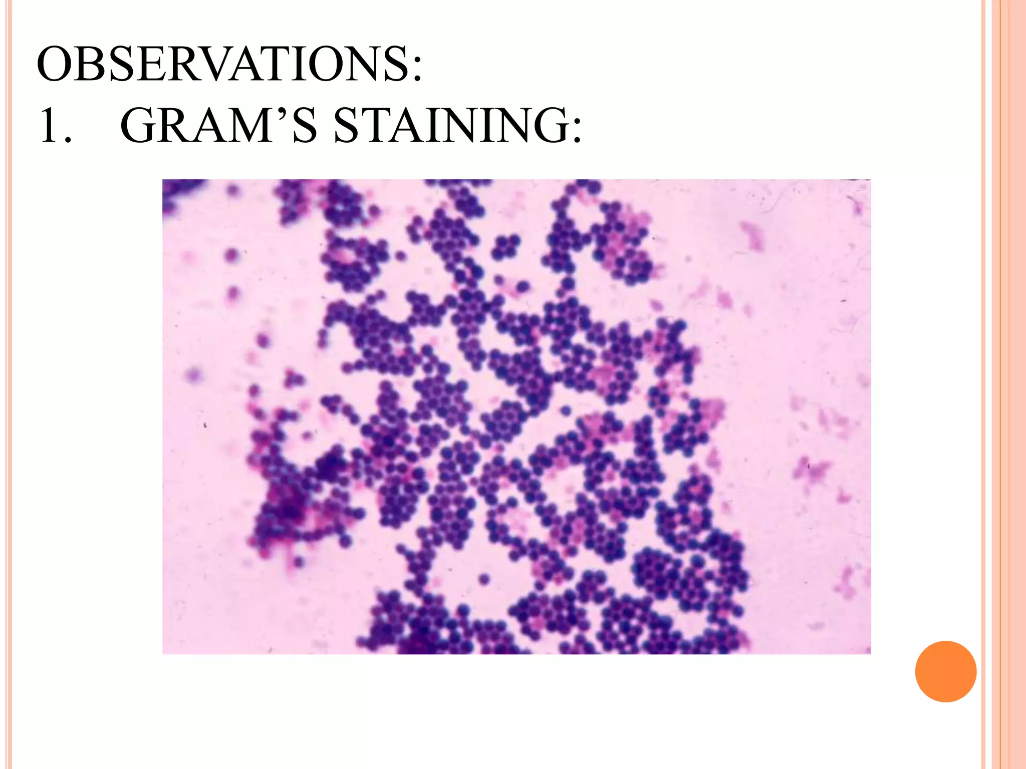 Isolation & identification of staphylococcus auerus | PPTX