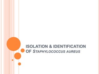 Isolation & identification of staphylococcus auerus | PPTX