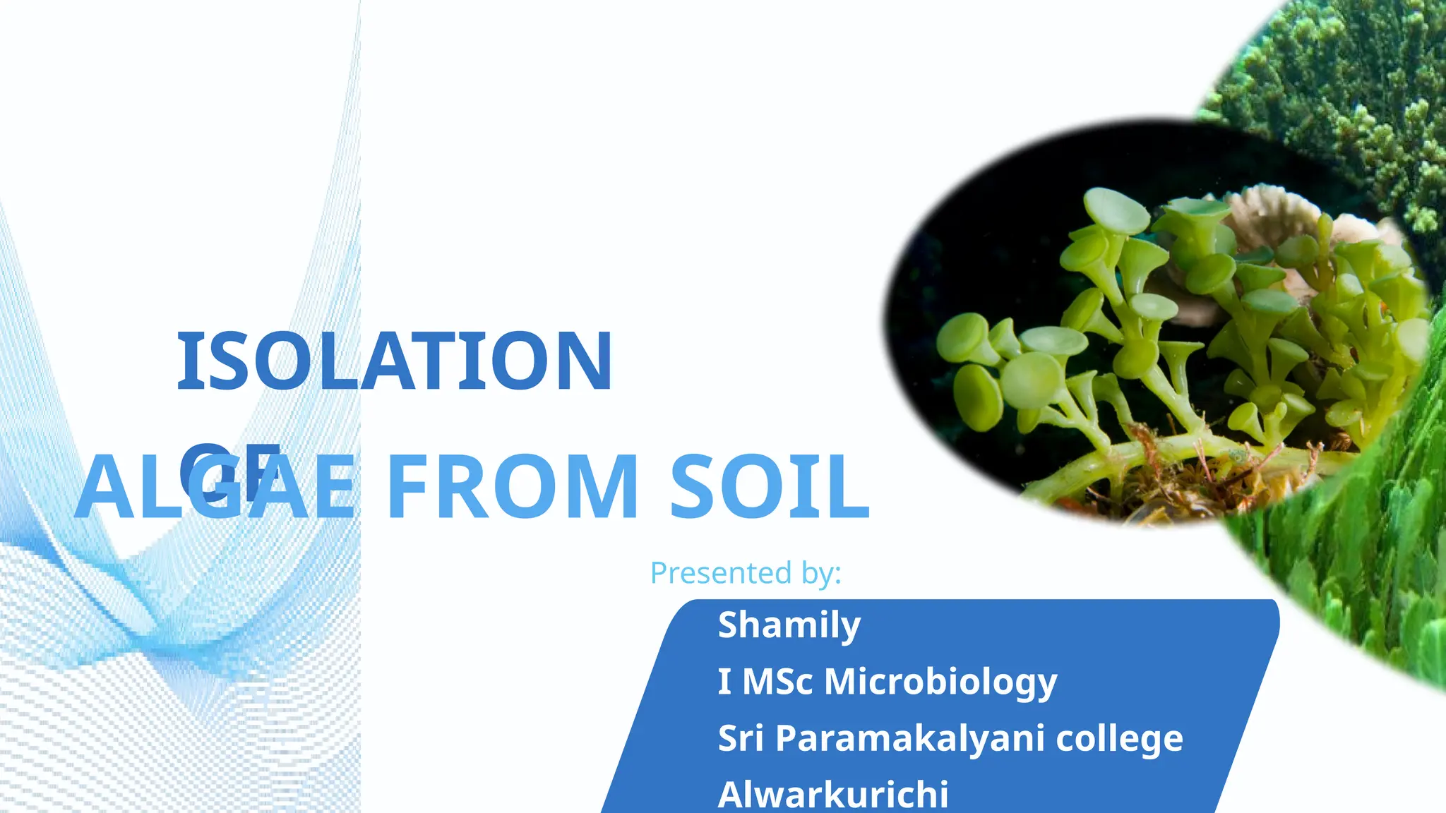 ISOLATION OF potential ALGAE FROM SOIL.pptx