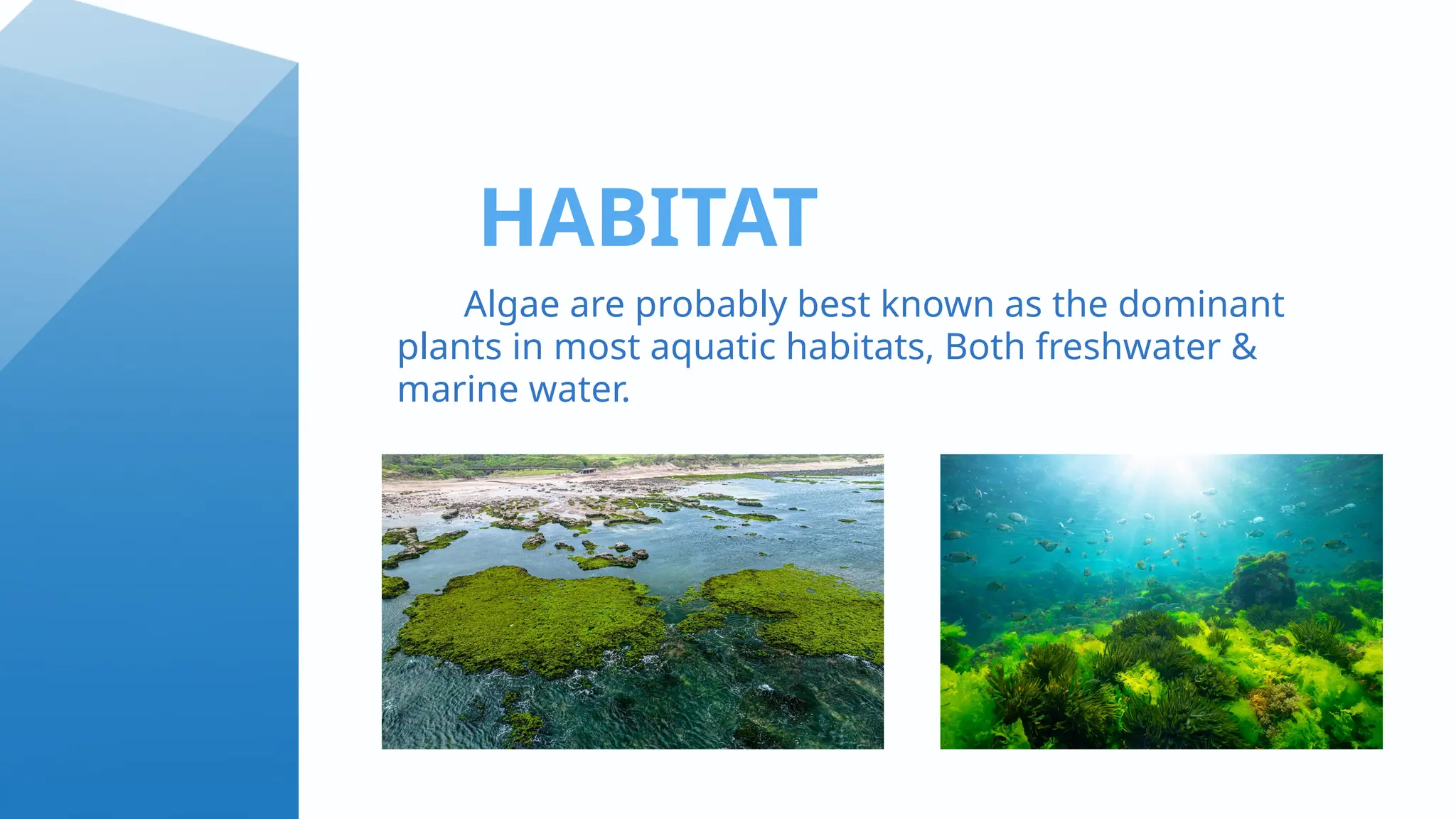 ISOLATION OF potential ALGAE FROM SOIL.pptx