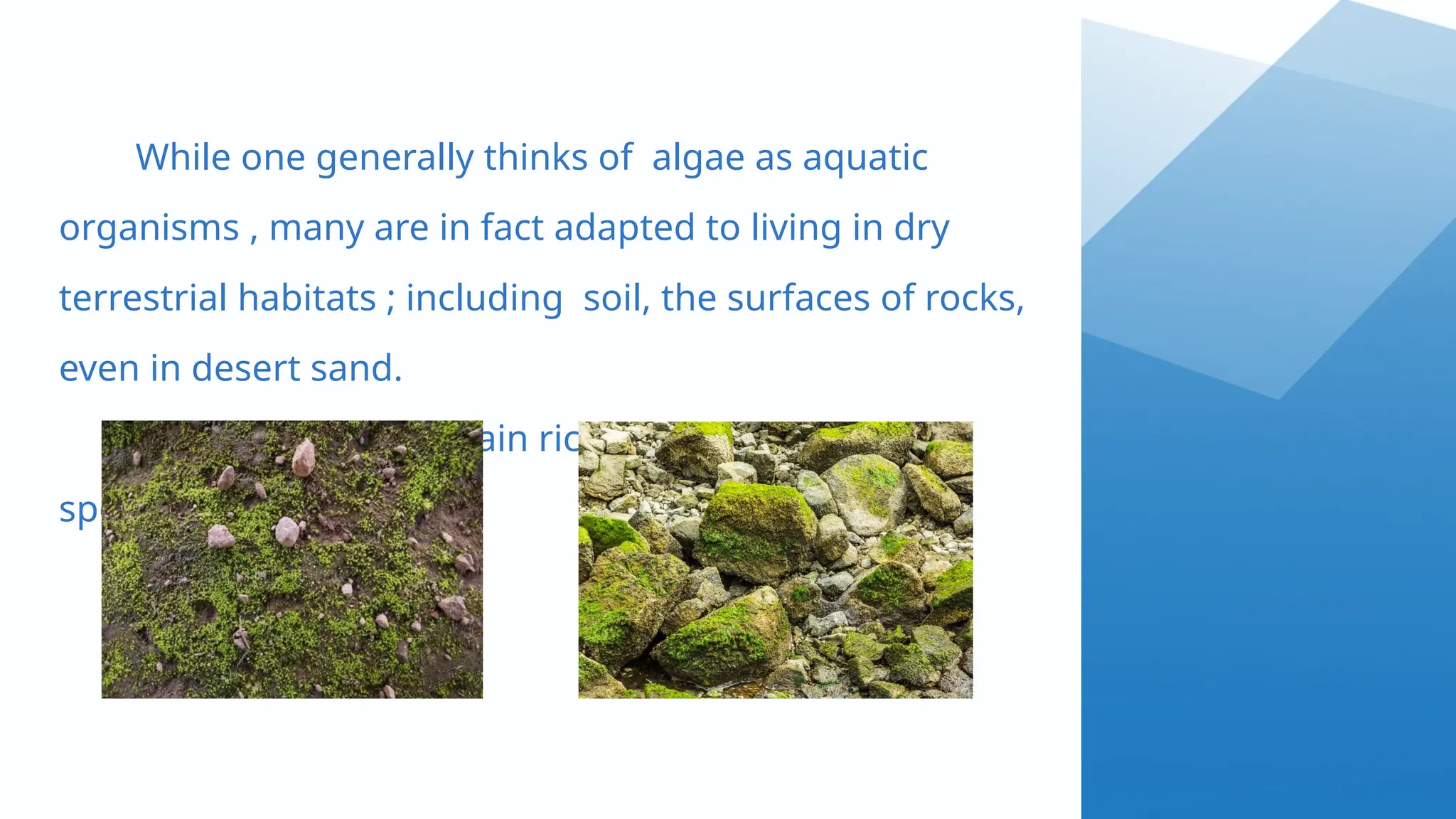 ISOLATION OF potential ALGAE FROM SOIL.pptx