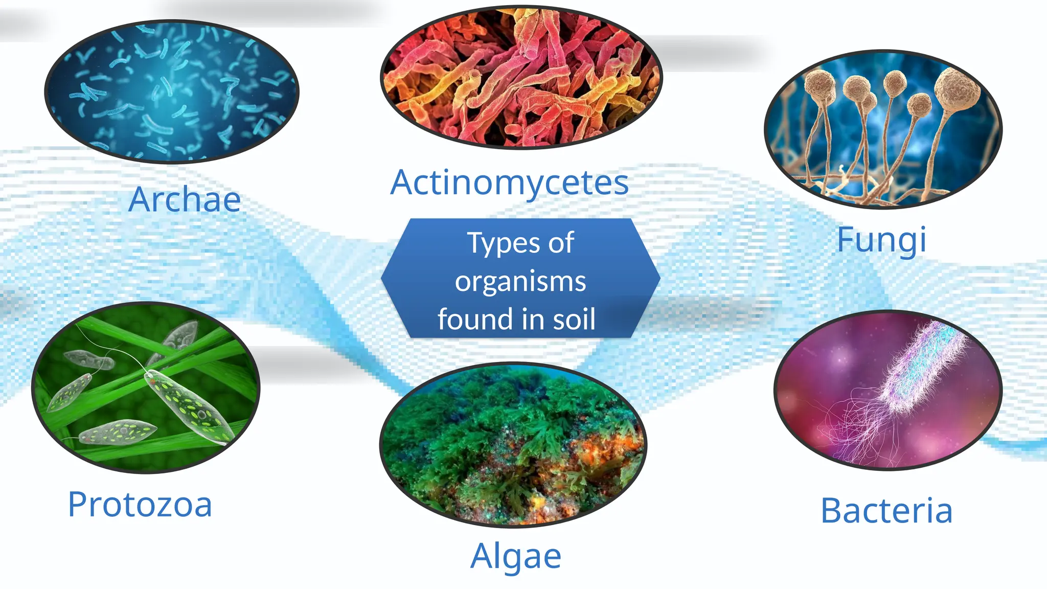 ISOLATION OF potential ALGAE FROM SOIL.pptx