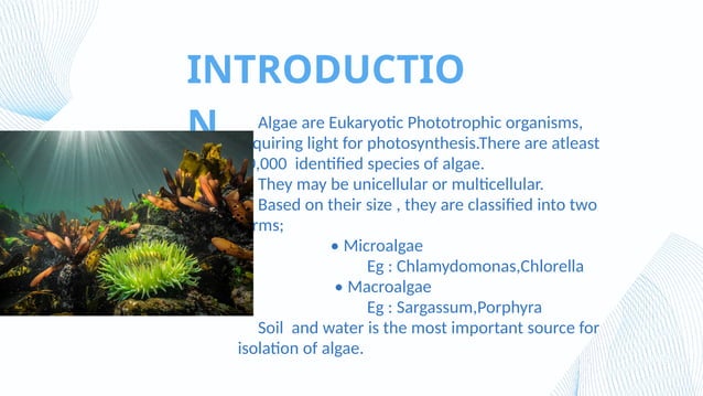 ISOLATION OF potential ALGAE FROM SOIL.pptx