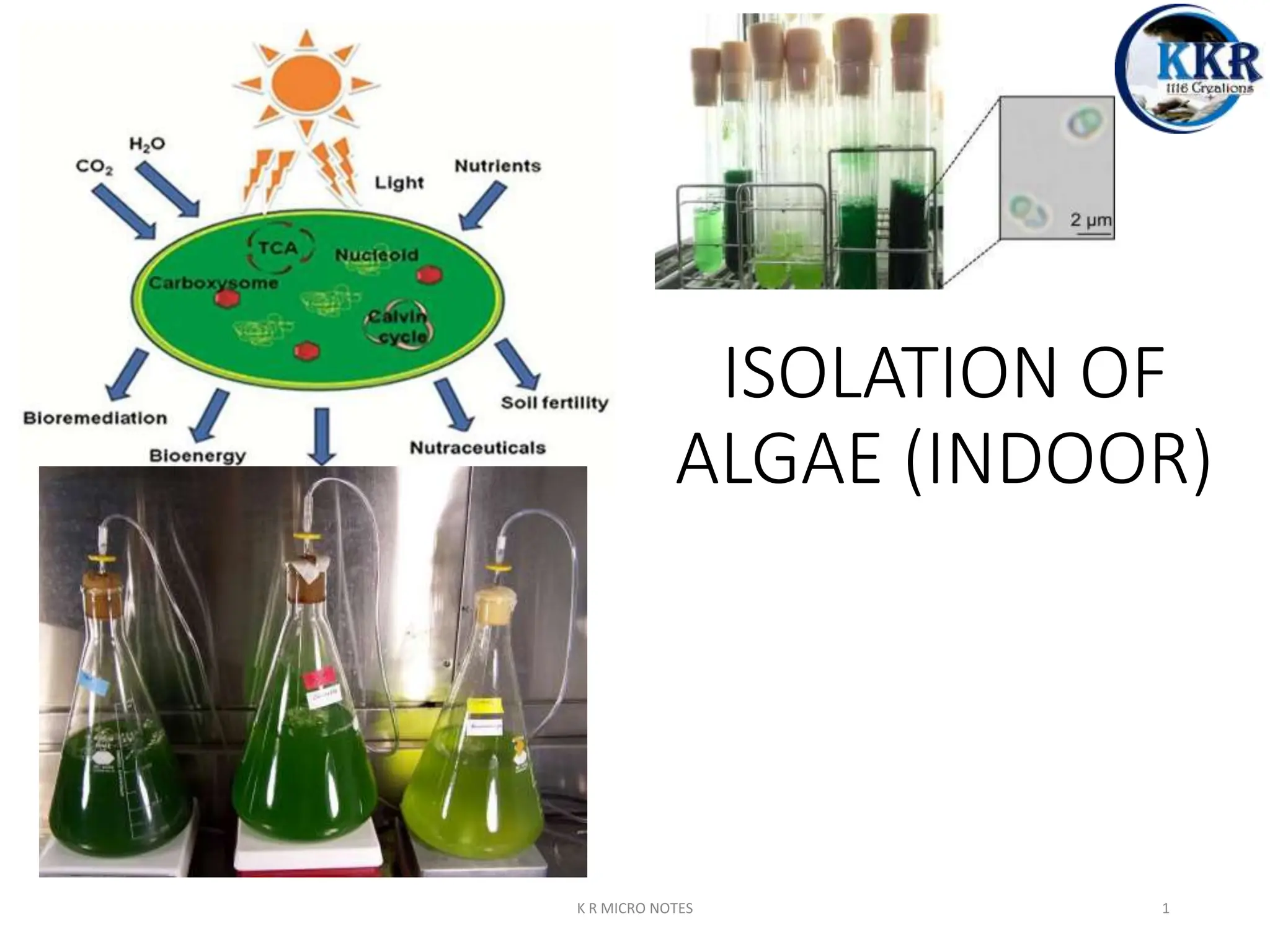 ISOLATION OF ALGAE (INDOOR) AND PHOTOBIOREACTOR K R.ppt