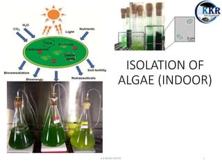 ISOLATION OF ALGAE (INDOOR) AND PHOTOBIOREACTOR K R.ppt
