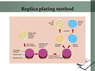 Isolation of antibiotic resistance mutant by replica plating | PPTX