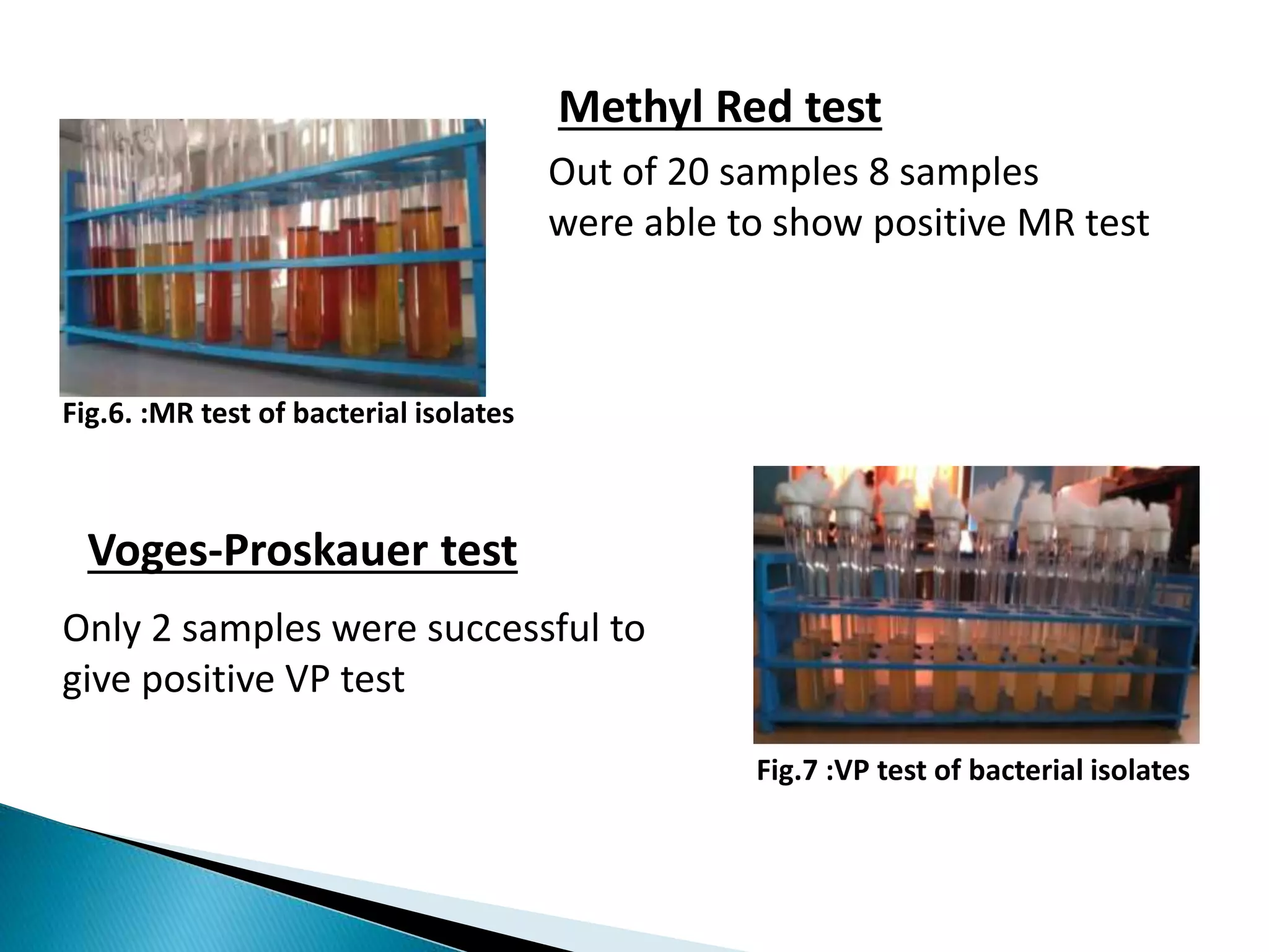 Isolation and identification of bacteria from Labeo rohita | PPTX