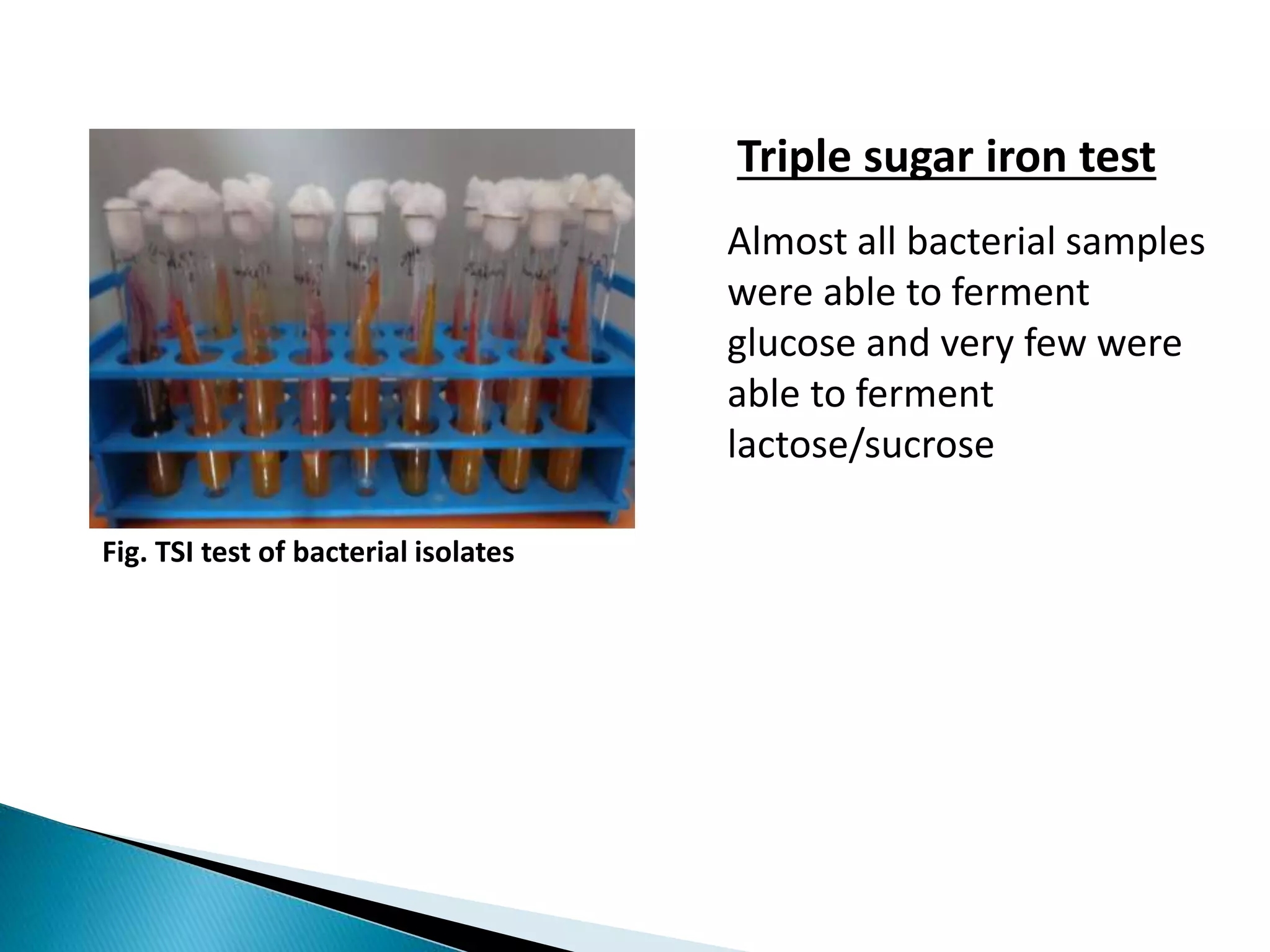 Isolation and identification of bacteria from Labeo rohita | PPTX