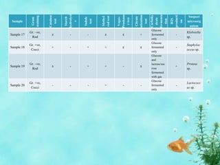 Isolation and identification of bacteria from Labeo rohita | PPTX