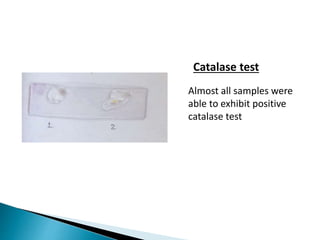 Isolation and identification of bacteria from Labeo rohita | PPTX